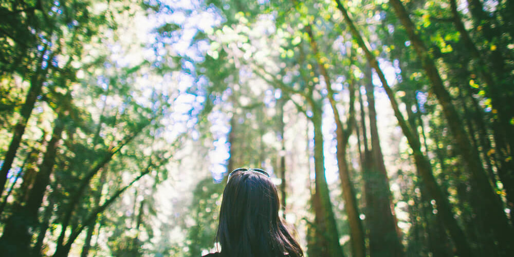 How Does Planting Trees Help the Environment? | Shaklee