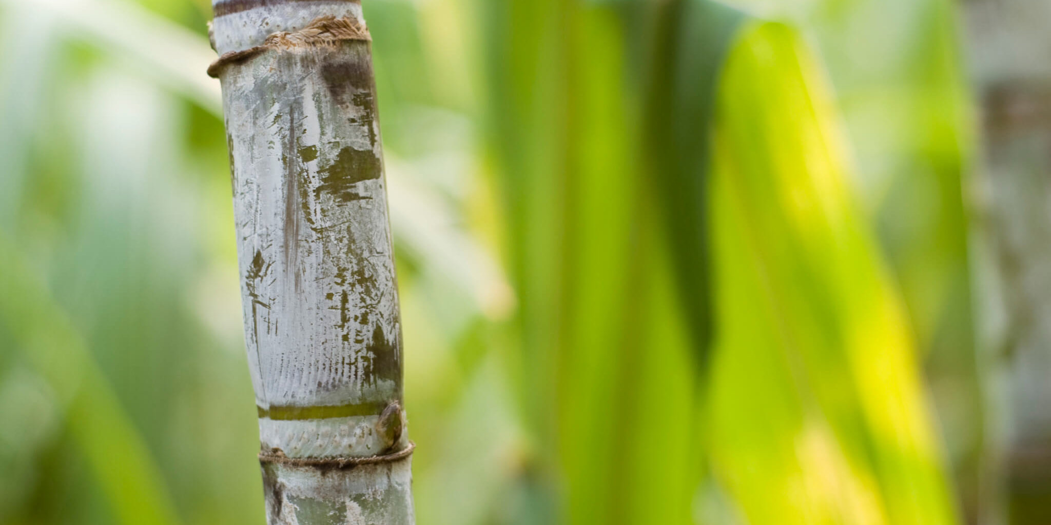 What is Reb M? How It’s Changing The Health Industry | Shaklee